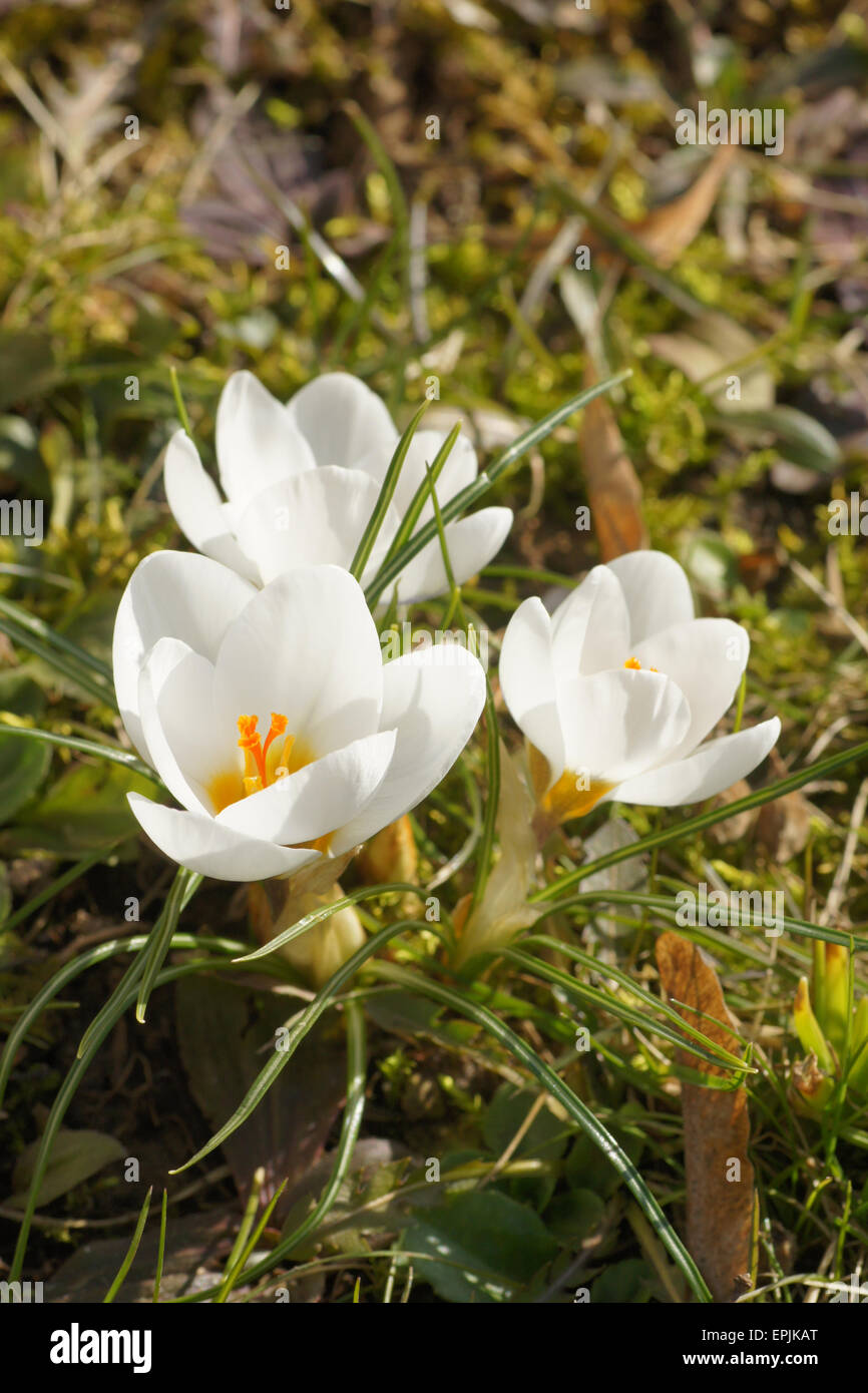 Albus crocus hi-res stock photography and images - Alamy