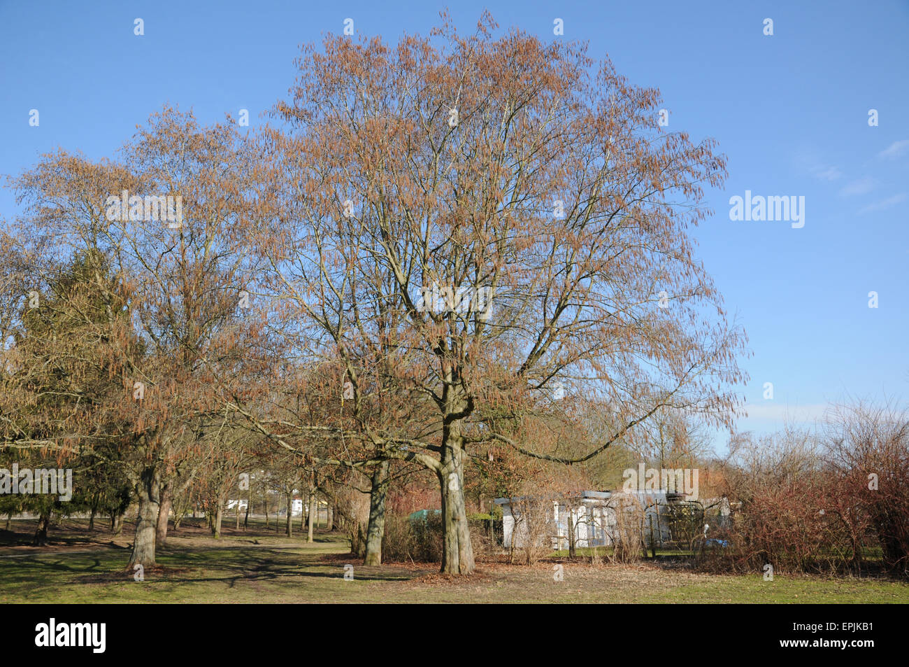 Alder Pollen Catkin High Resolution Stock Photography and Images - Alamy