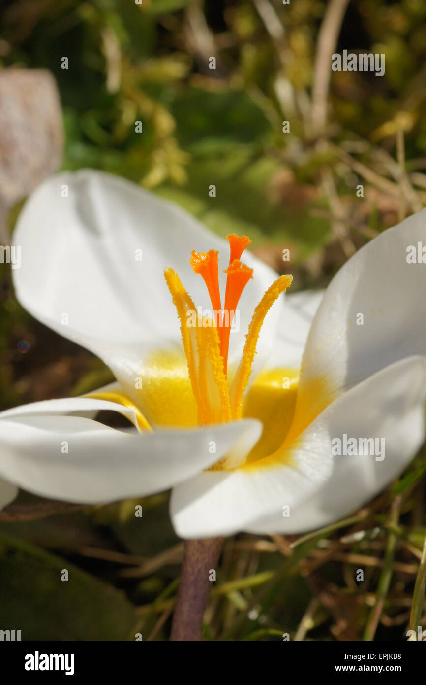 Speciosus crocus hi-res stock photography and images - Alamy