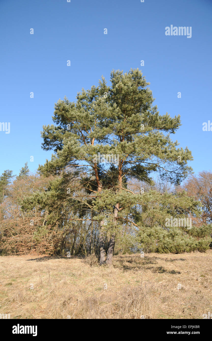 Fohren scots pine hi-res stock photography and images - Alamy