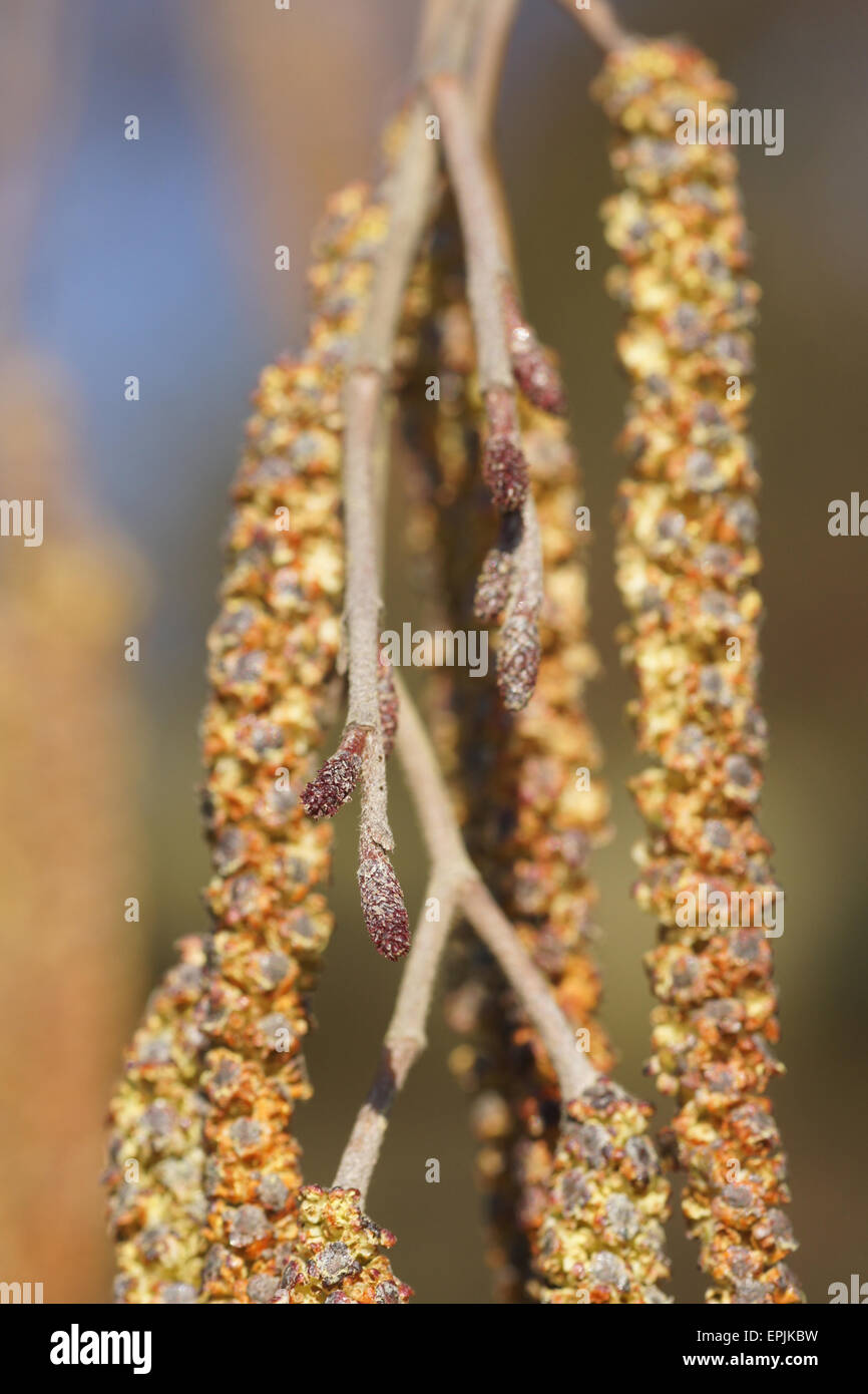 Grey alder hi-res stock photography and images - Alamy