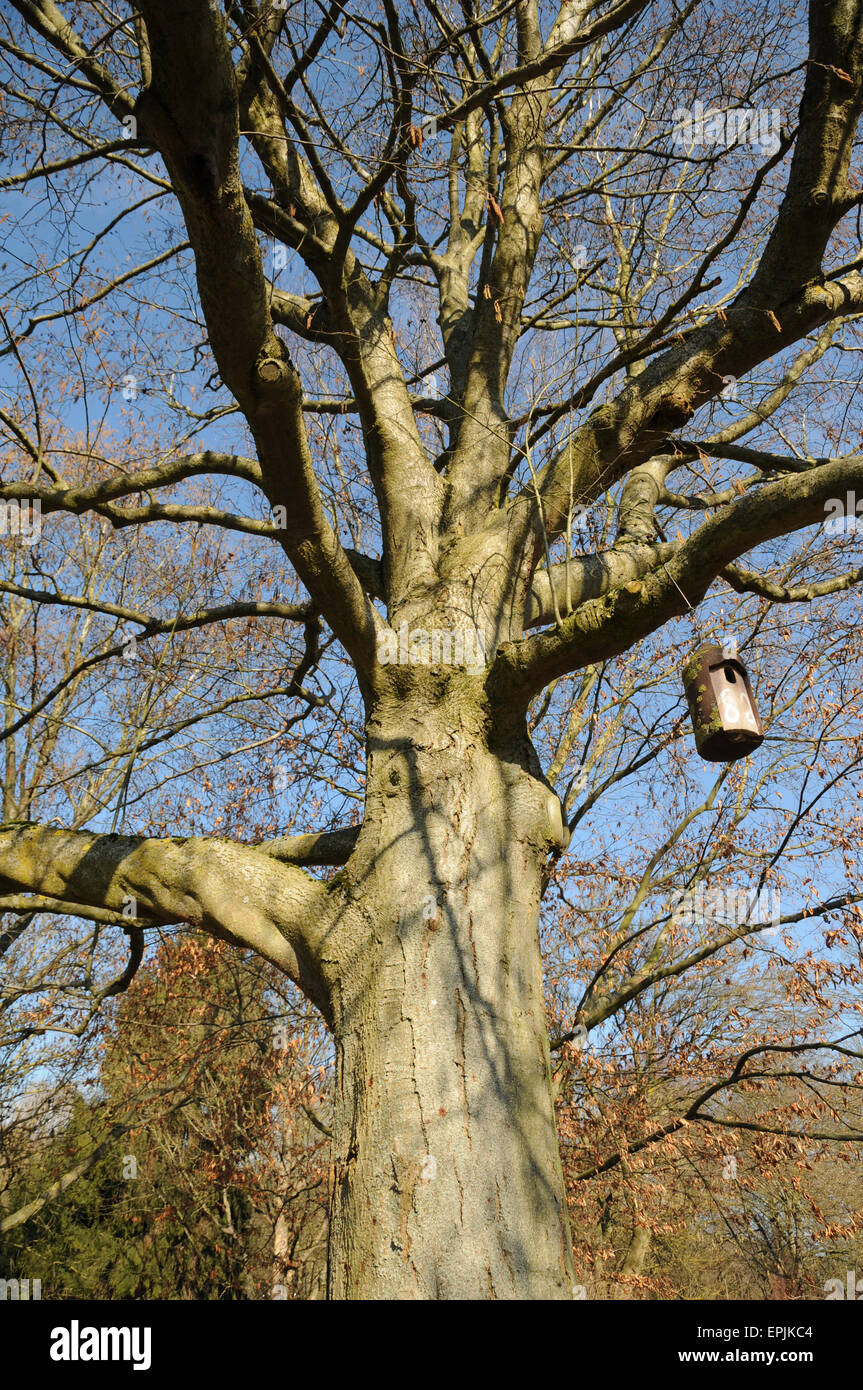 Grey alder alnus incana hi-res stock photography and images - Alamy