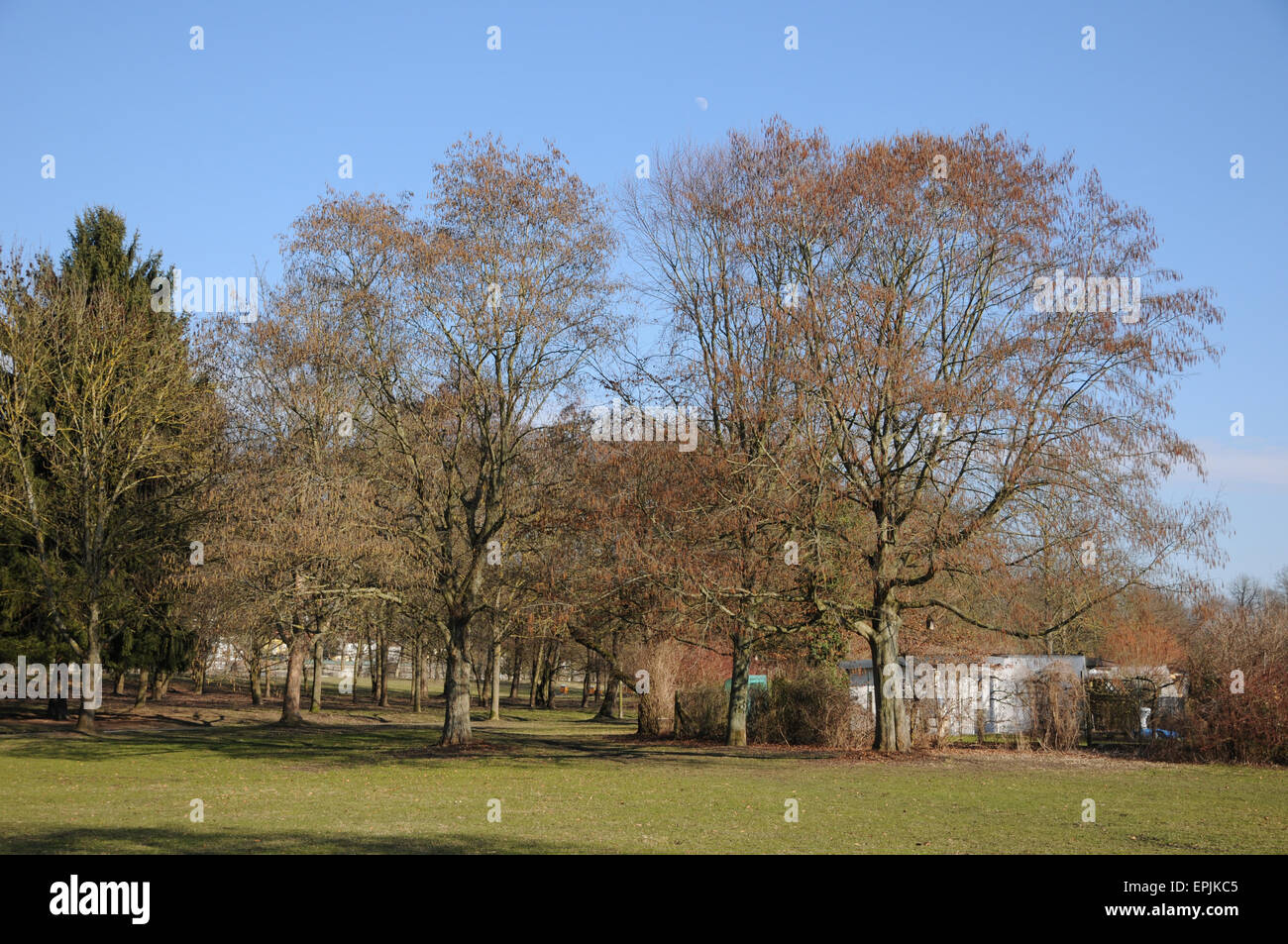 Alder pollen hi-res stock photography and images - Alamy