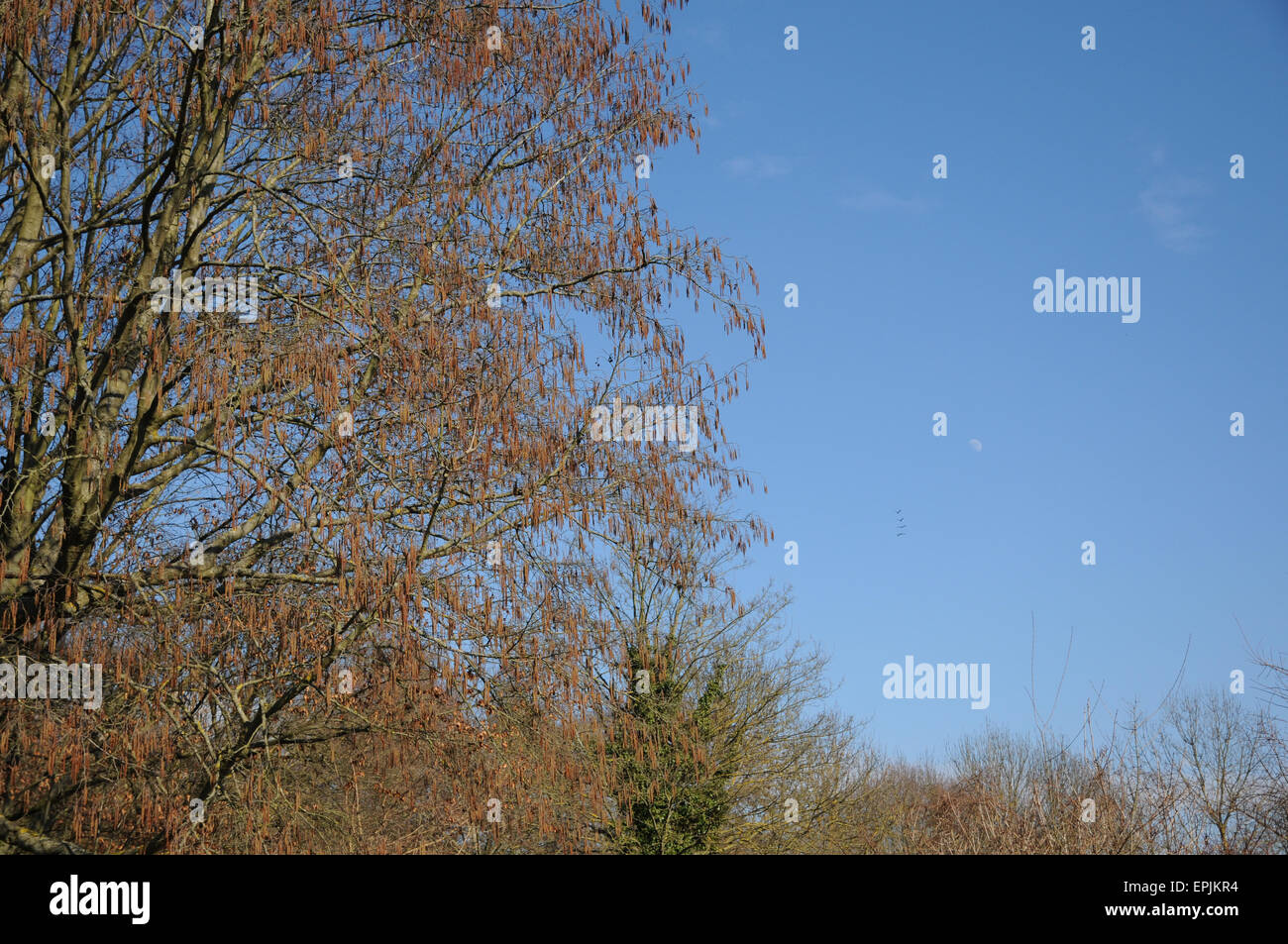 Alder shrub hi-res stock photography and images - Alamy