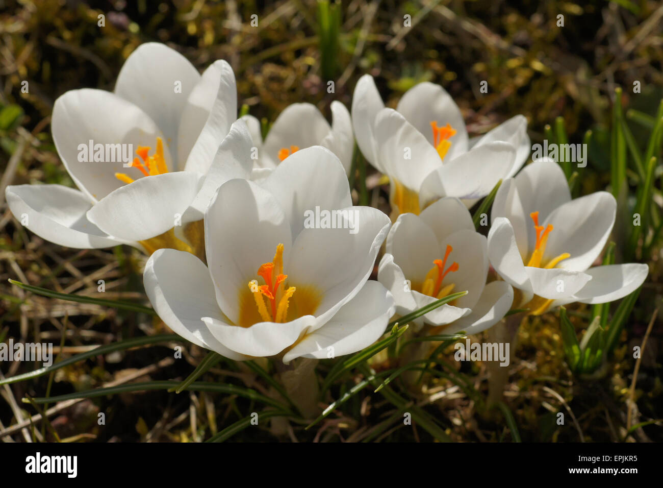 Crocus speciosus hi-res stock photography and images - Alamy