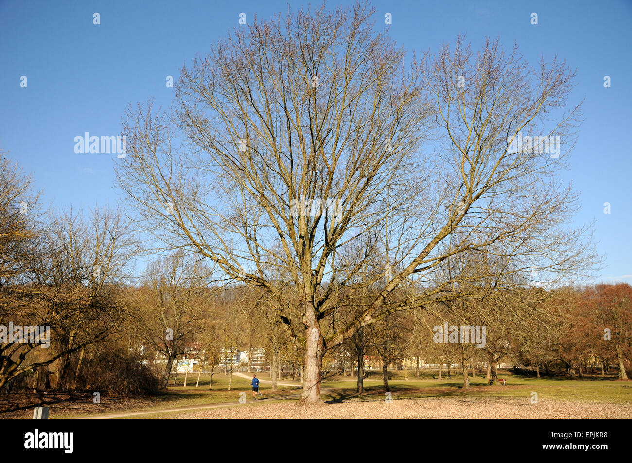 White maple soft maple river maple hi-res stock photography and images ...