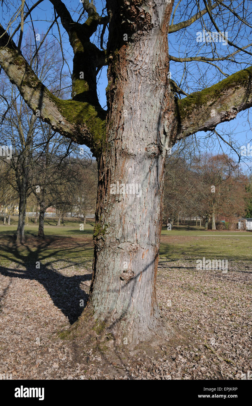 White maple soft maple river maple hi-res stock photography and images ...