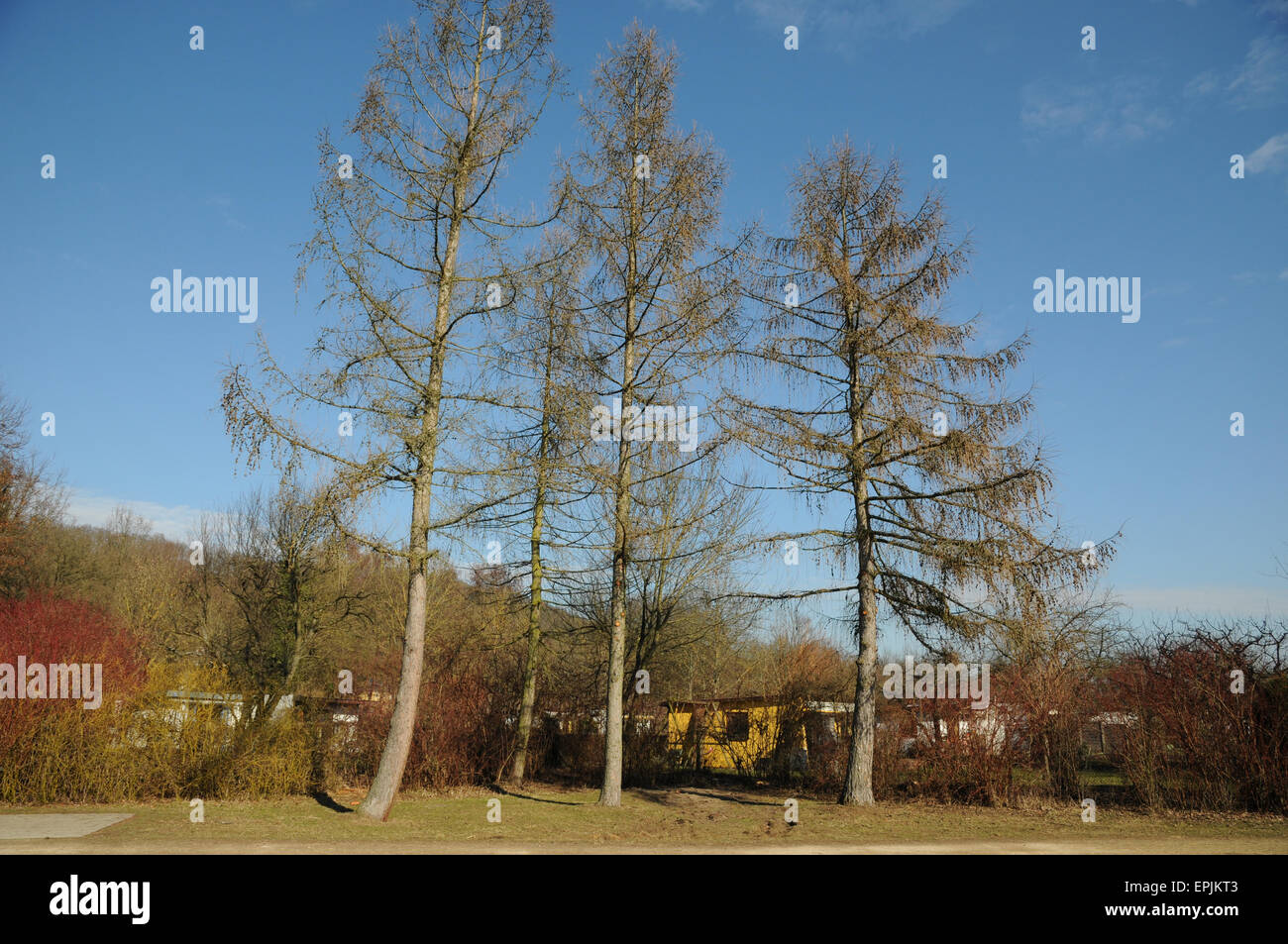 Europaische larche hi-res stock photography and images - Alamy