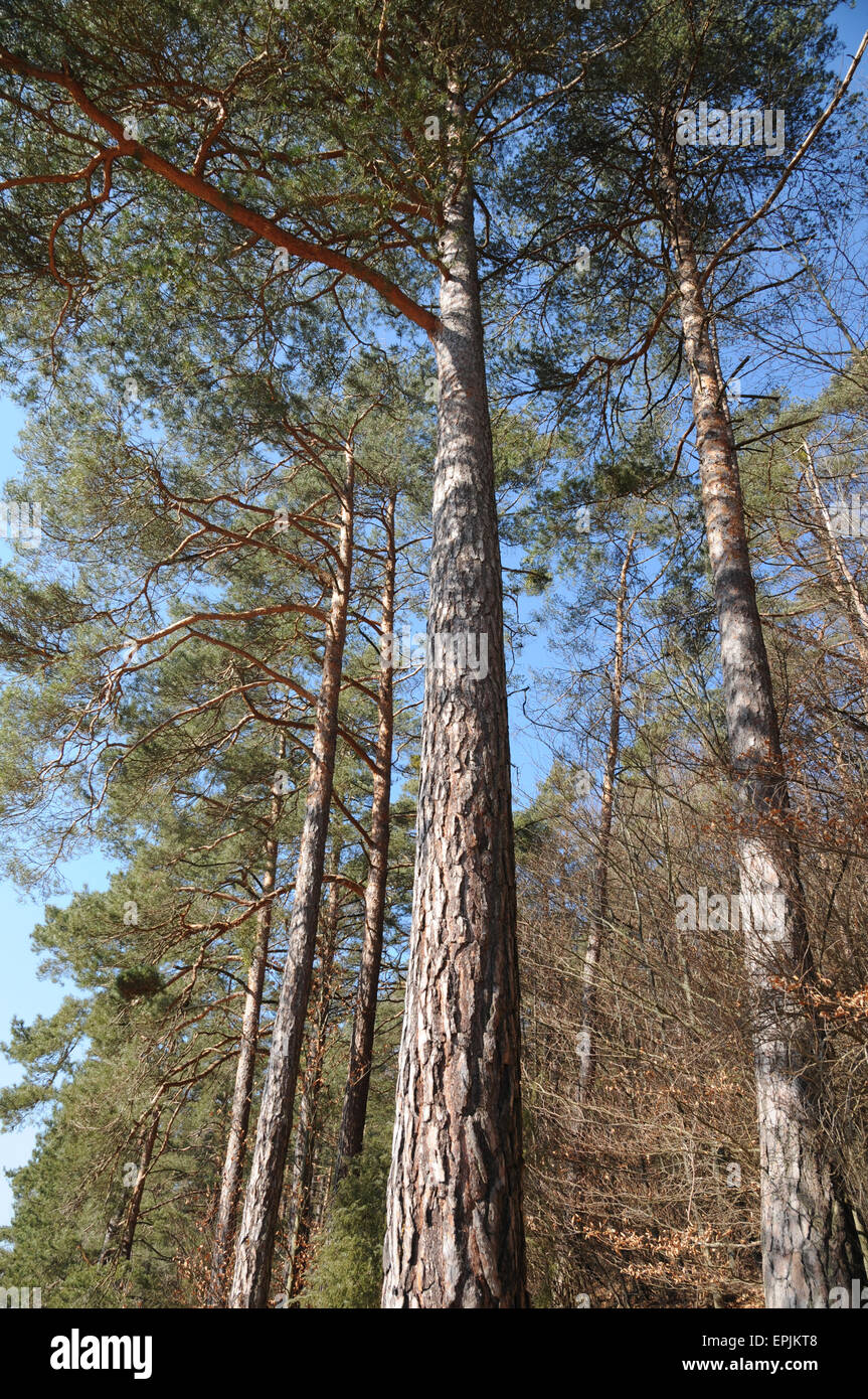 Pine tees hi-res stock photography and images - Alamy