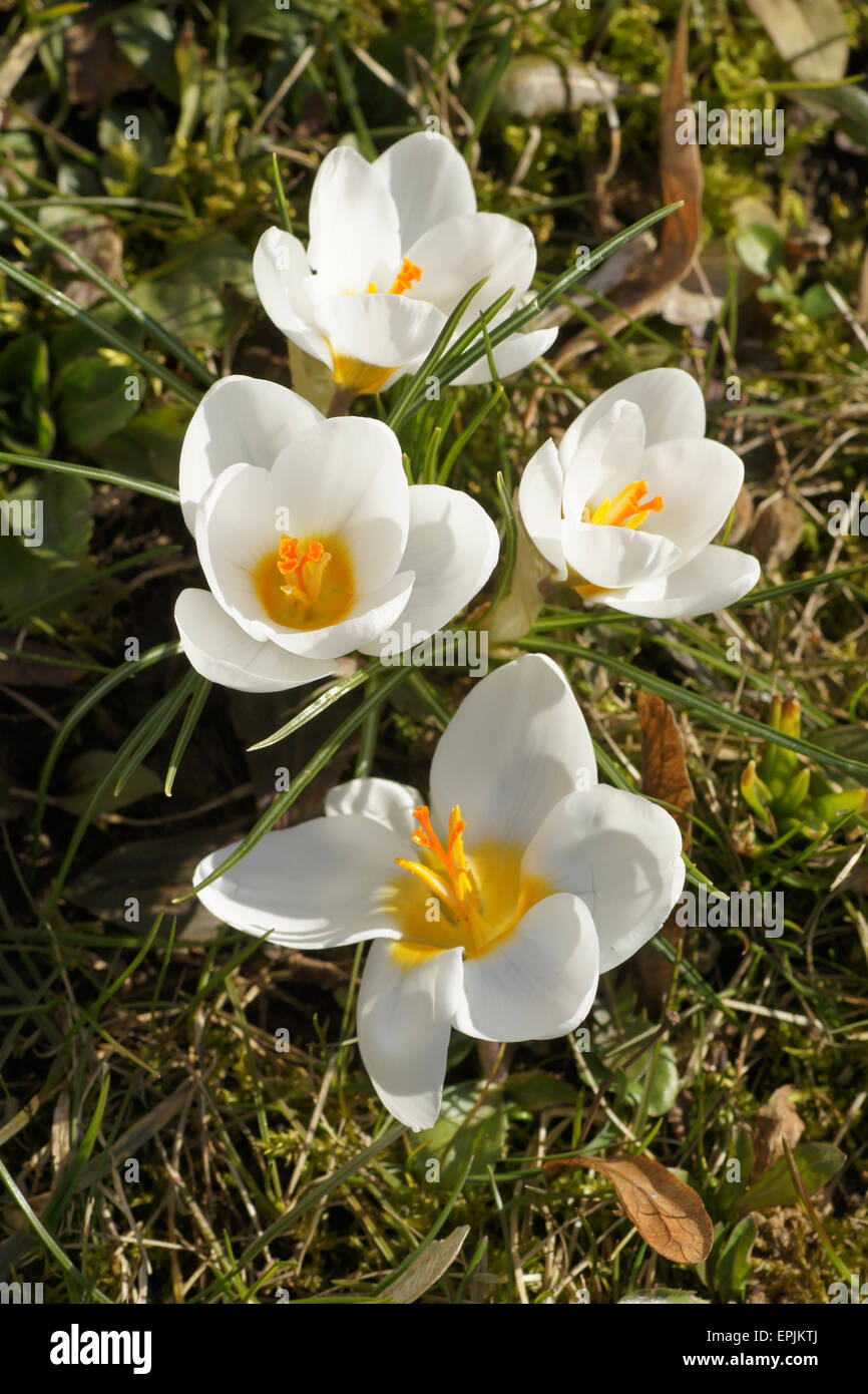 Crocus speciosus hi-res stock photography and images - Alamy