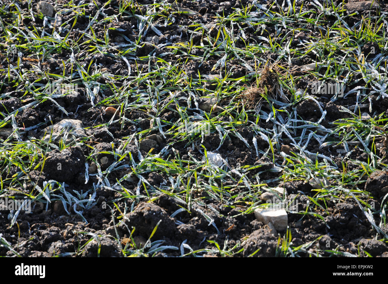 Winterweizen schnee hi-res stock photography and images - Alamy