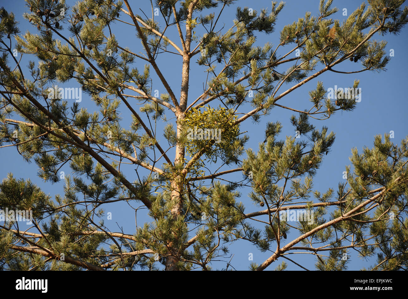 Scots pine with mistletoe Stock Photo - Alamy