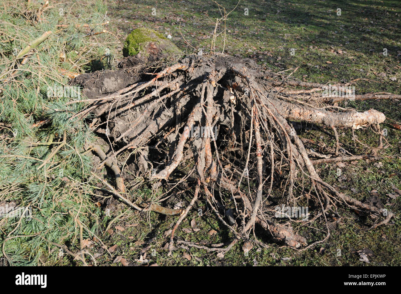 Scots pine, roots Stock Photo - Alamy