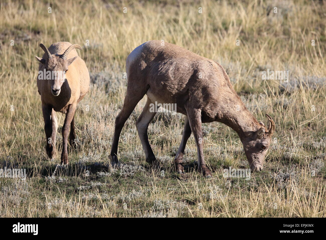 Yellowstone oekosystem hi-res stock photography and images - Alamy