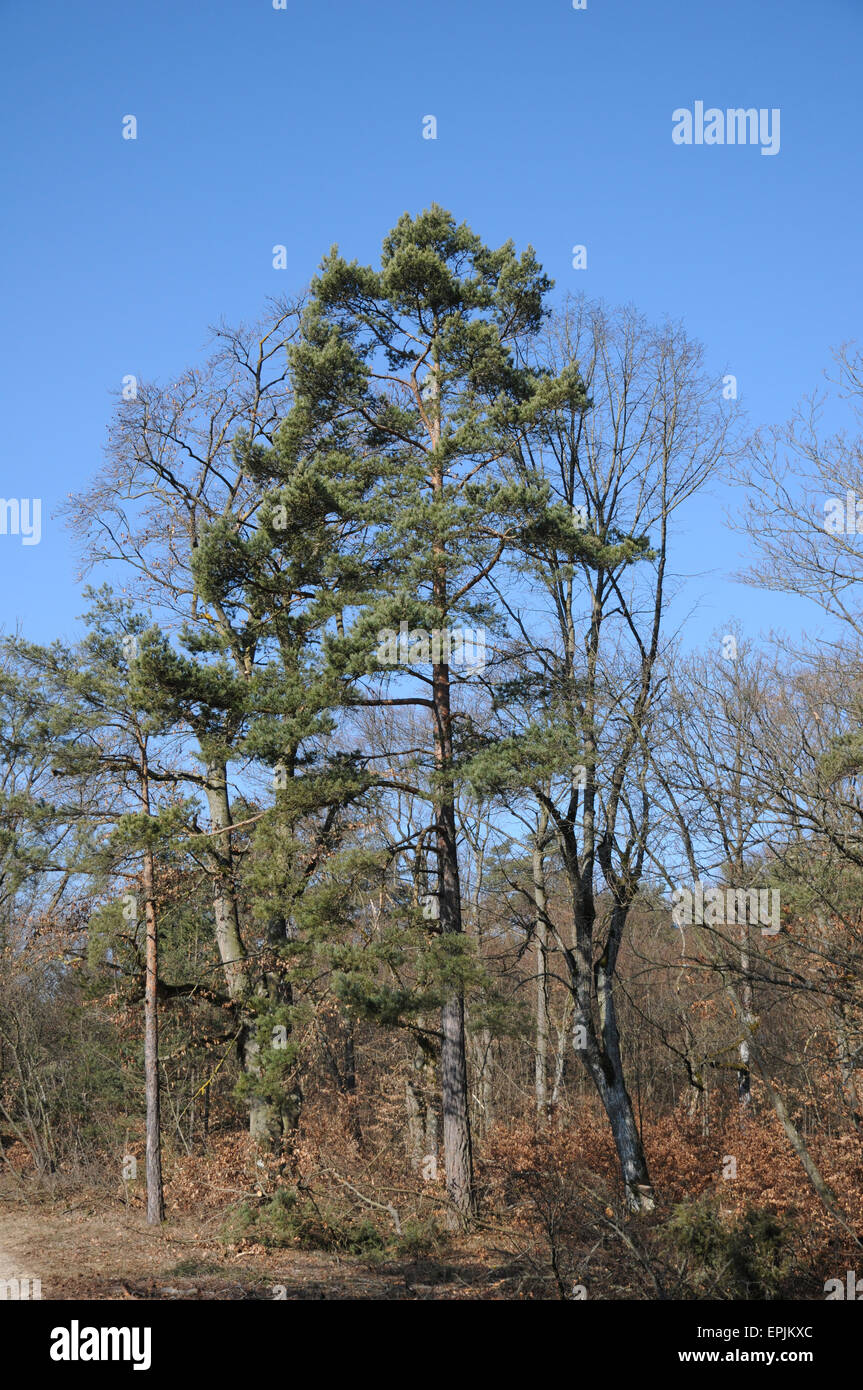 Mistletoes hi-res stock photography and images - Alamy