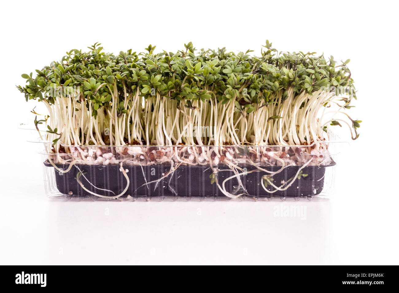Cress Seeds High Resolution Stock Photography and Images - Alamy