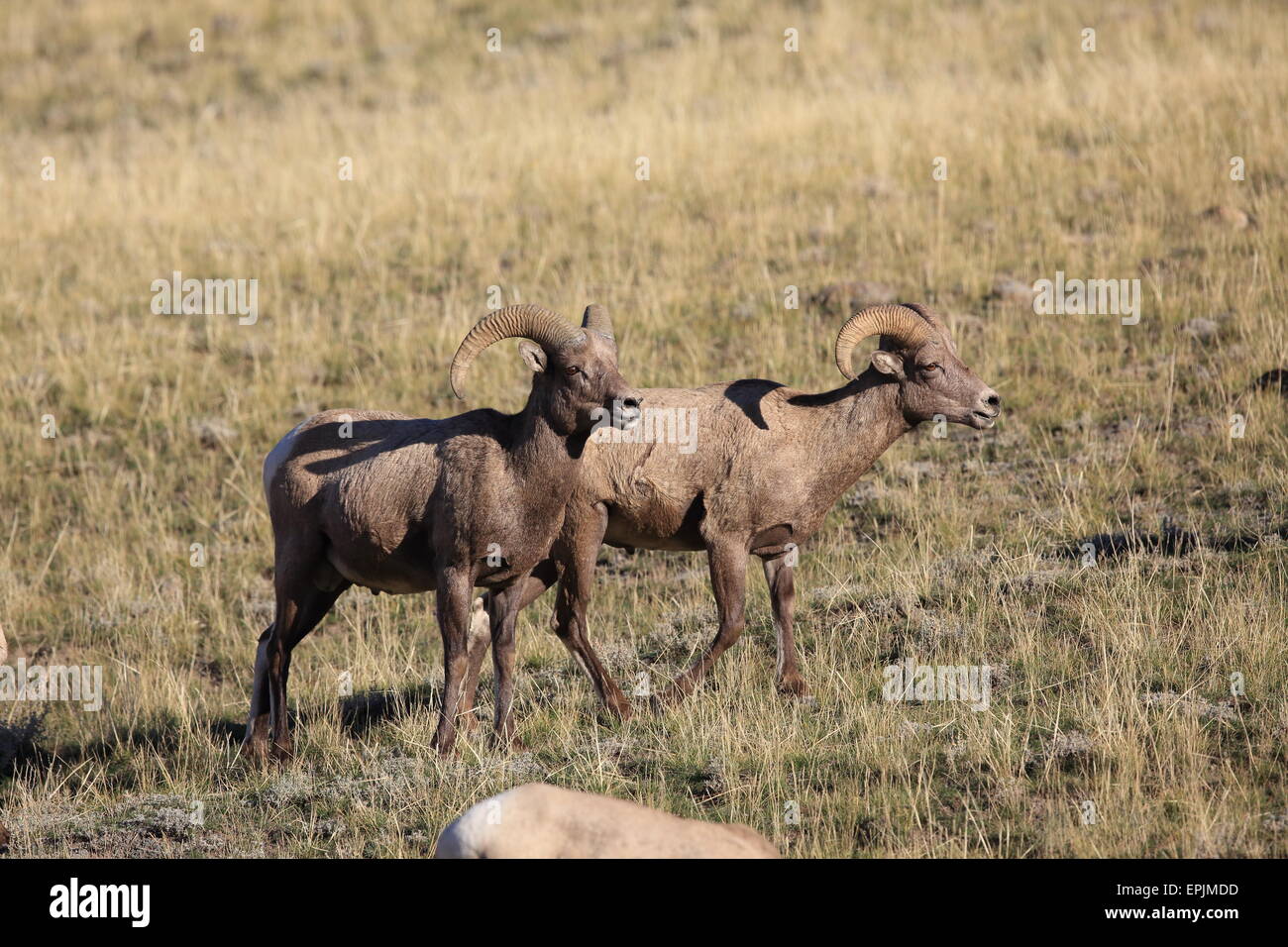 Bighorn Sheep Yellowstone NP USA Stock Photo - Alamy