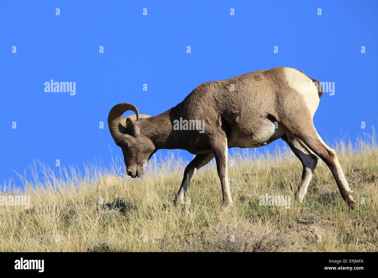 Yellowstone oekosystem hi-res stock photography and images - Alamy