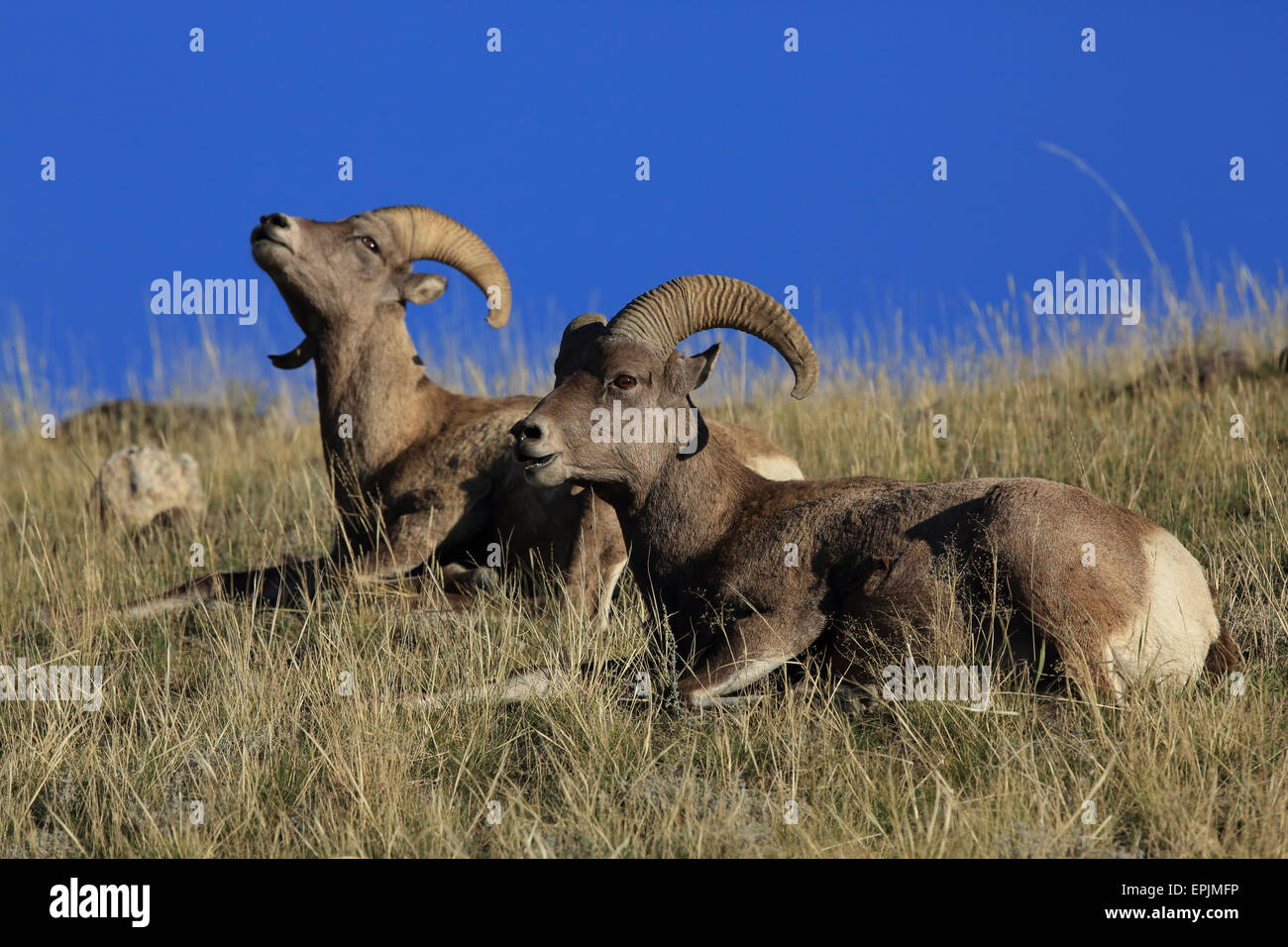 Yellowstone oekosystem hi-res stock photography and images - Alamy