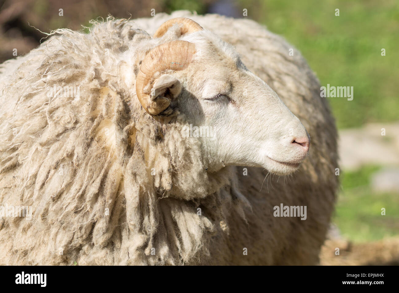 Adult sheep hi-res stock photography and images - Alamy