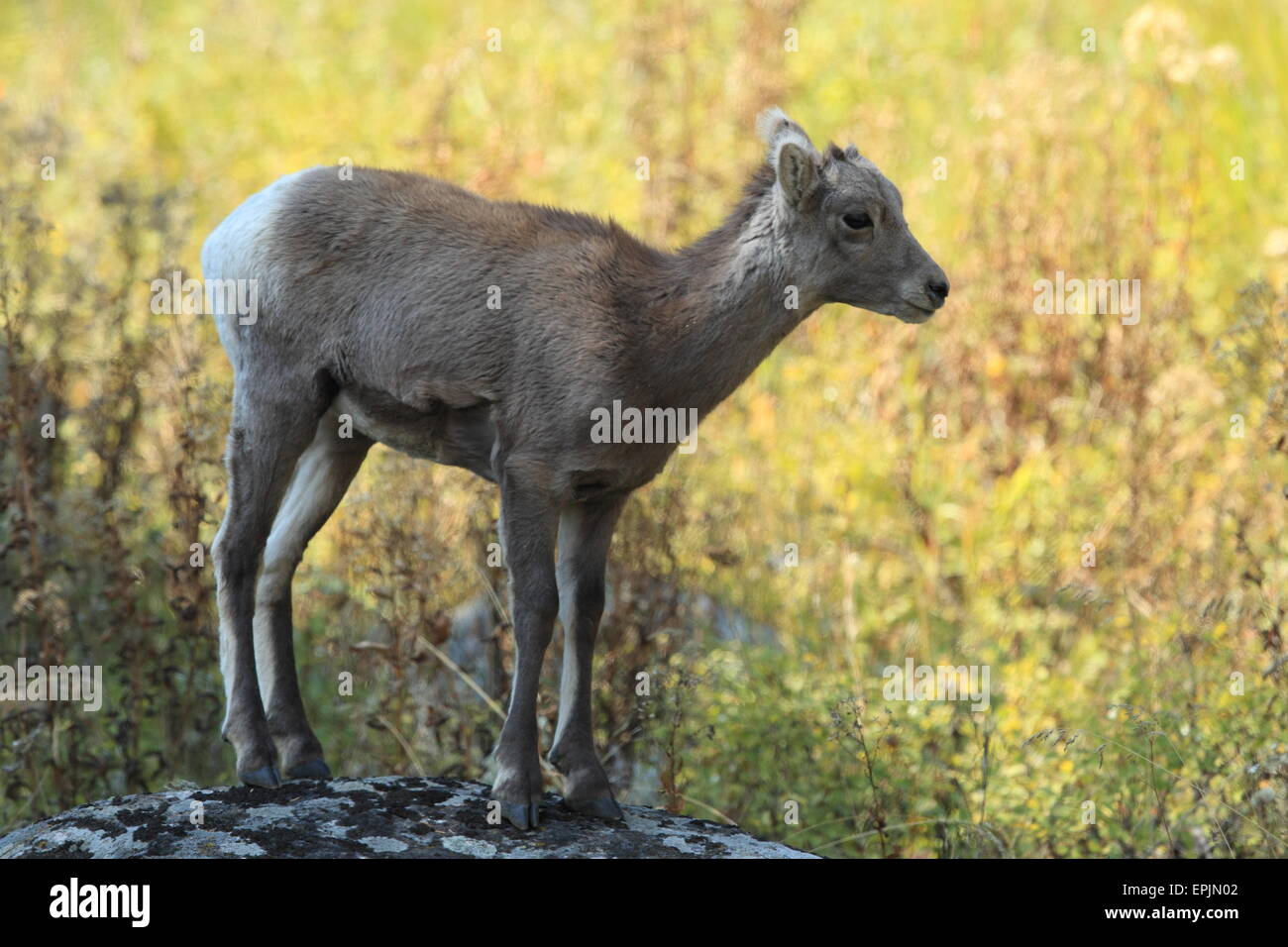 Yellowstone Nati High Resolution Stock Photography and Images - Alamy