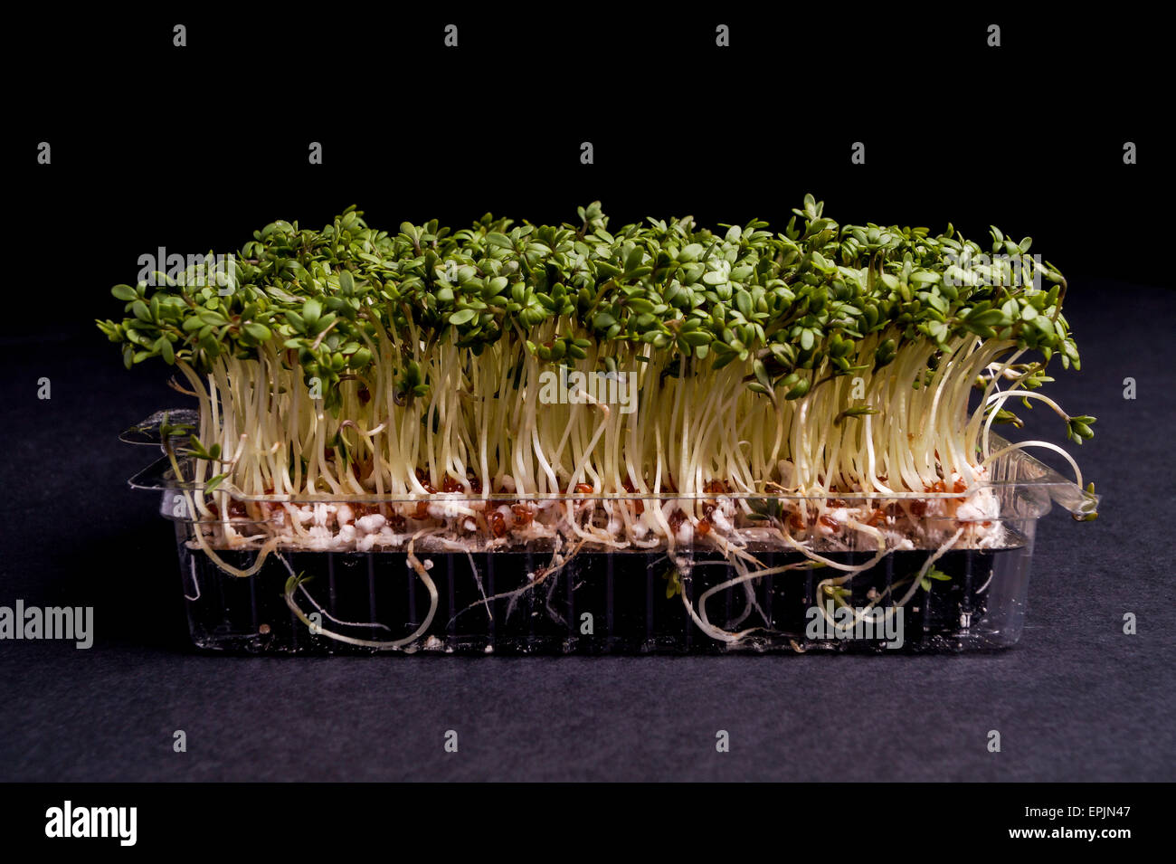 Green cress hi-res stock photography and images - Alamy