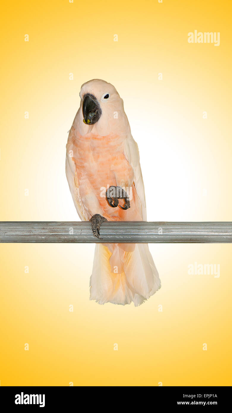 Colourful parrot bird sitting on the perch Stock Photo - Alamy