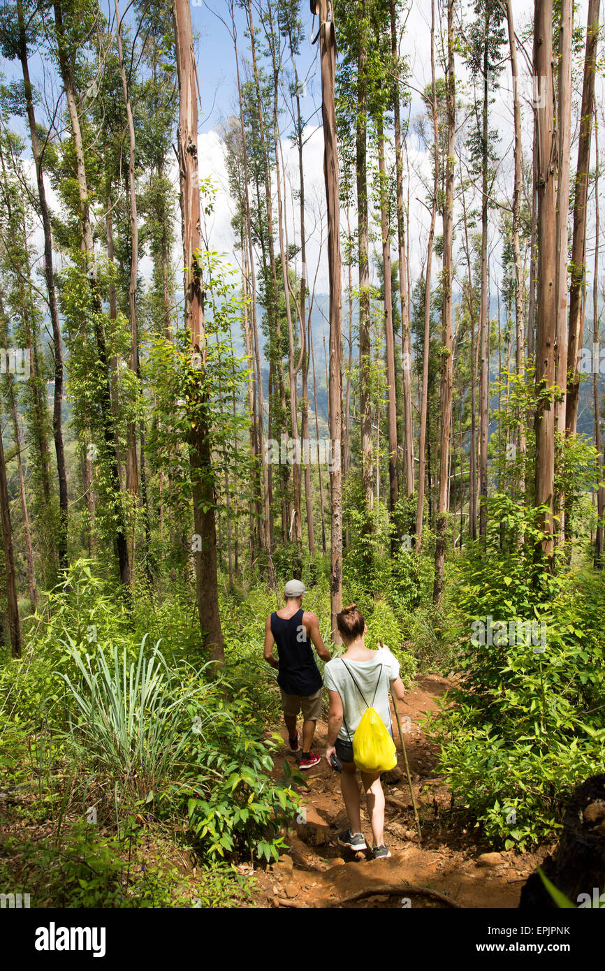Walkers passing through forest, Ella Rock mountain, Ella, Badulla ...