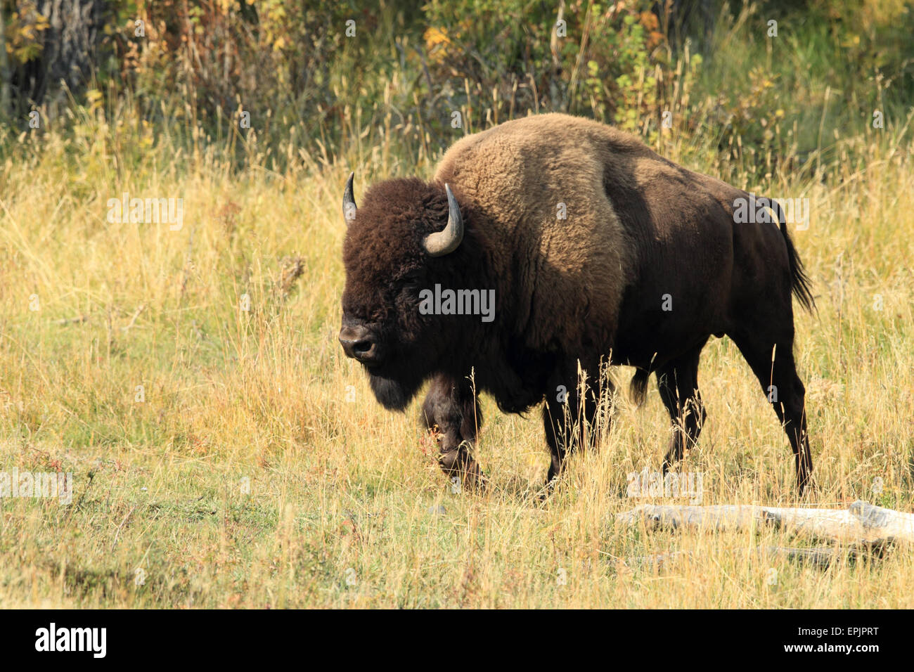 Yellowstone bison hi-res stock photography and images - Alamy