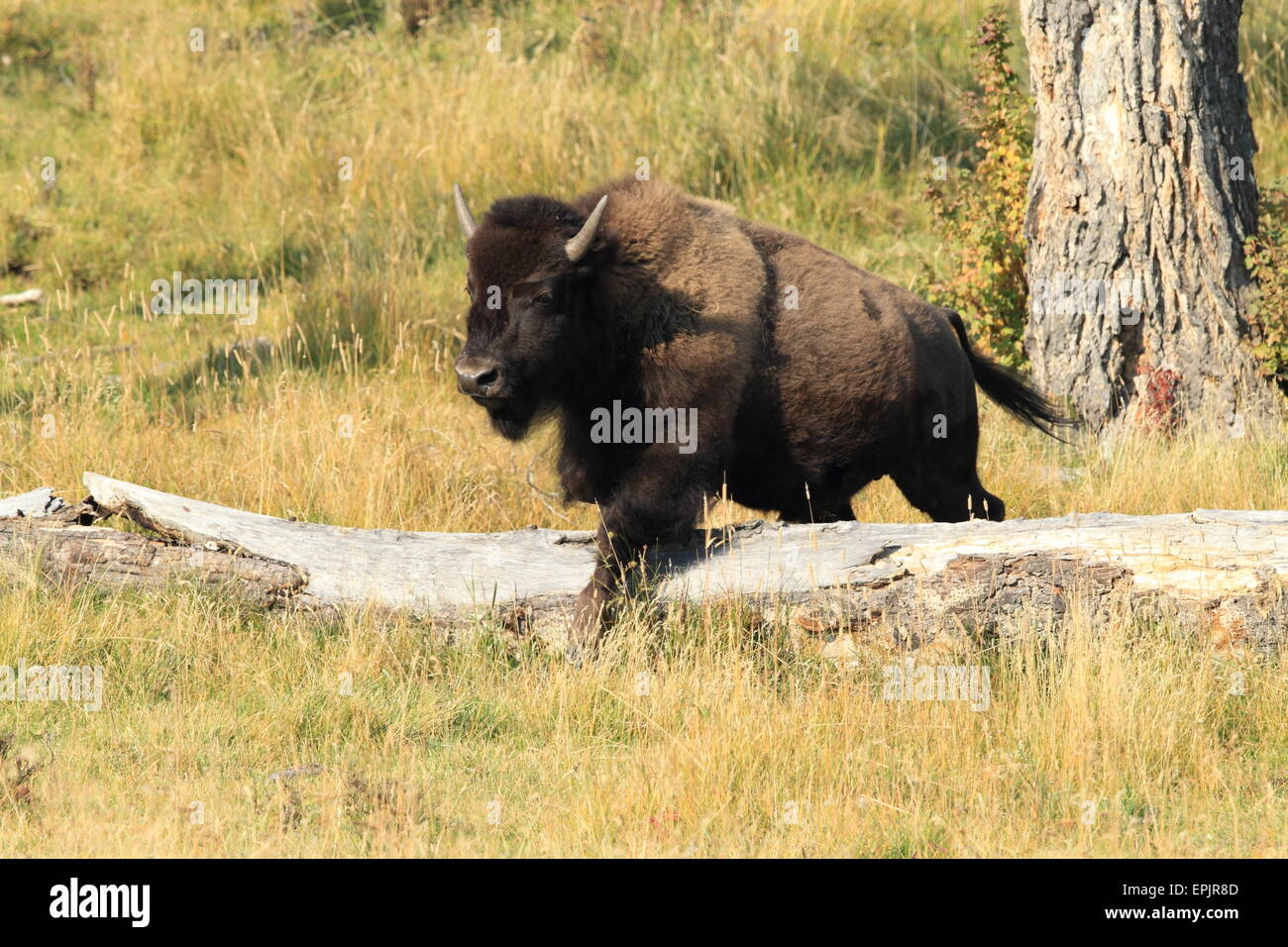 Bison Yellowstone NP Stock Photo - Alamy
