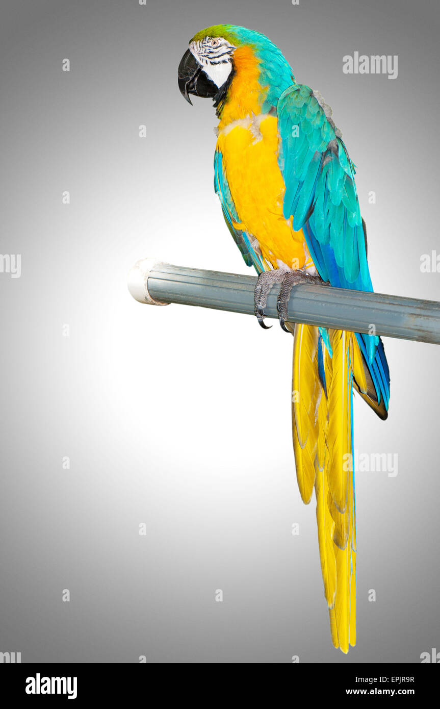 Colourful parrot bird sitting on the perch Stock Photo - Alamy