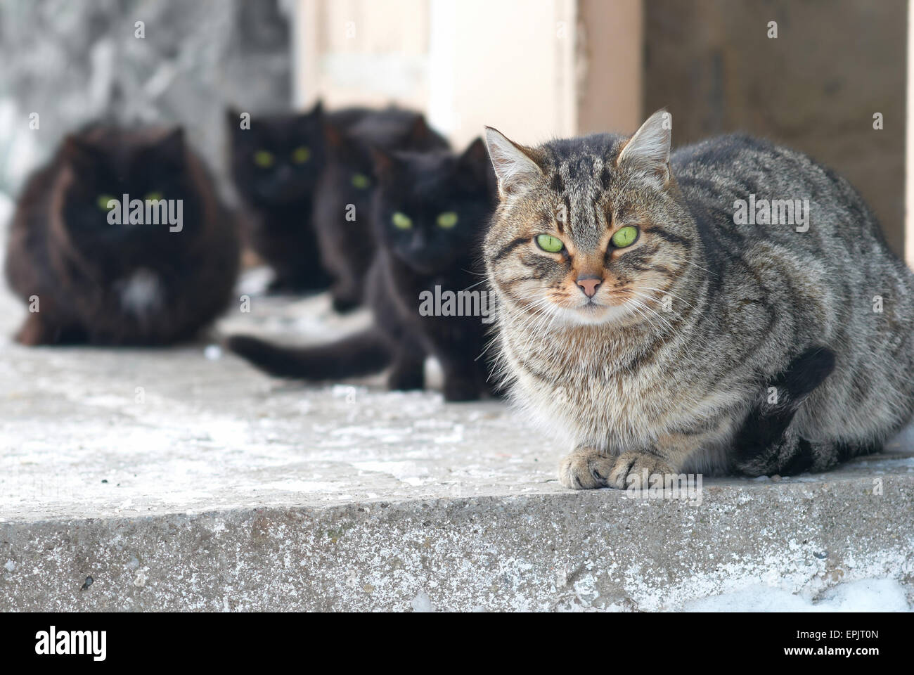 Group of cats Stock Photo - Alamy
