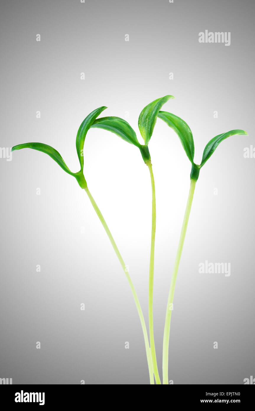 Green seedlings isolated on the white Stock Photo - Alamy