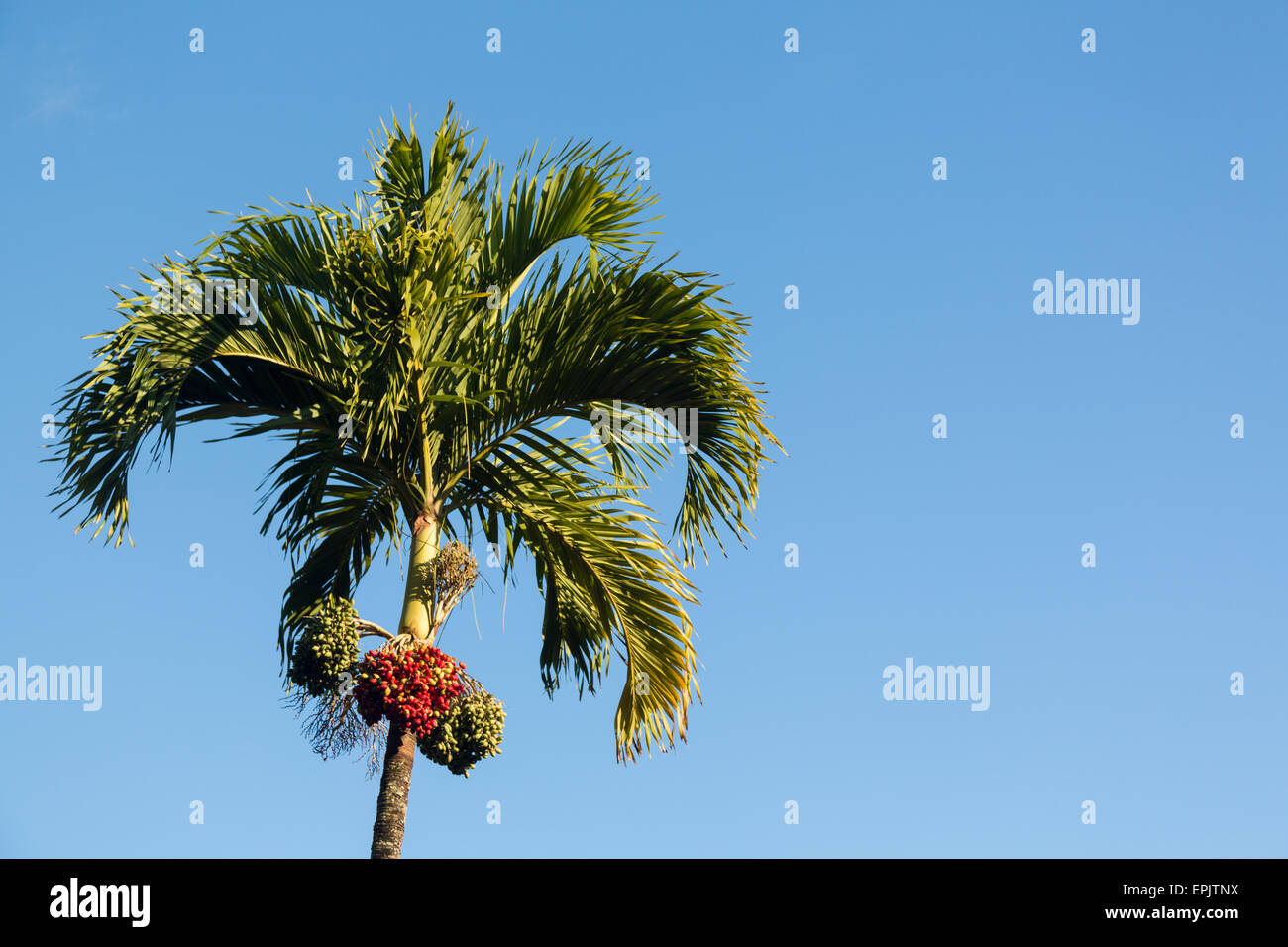Betel Nut Tree High Resolution Stock Photography and Images - Alamy