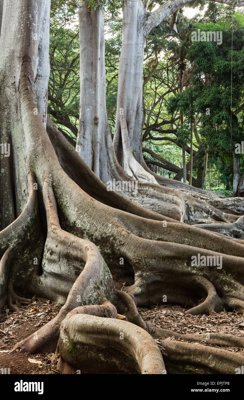 Moreton Bay Fig tree roots Stock Photo - Alamy