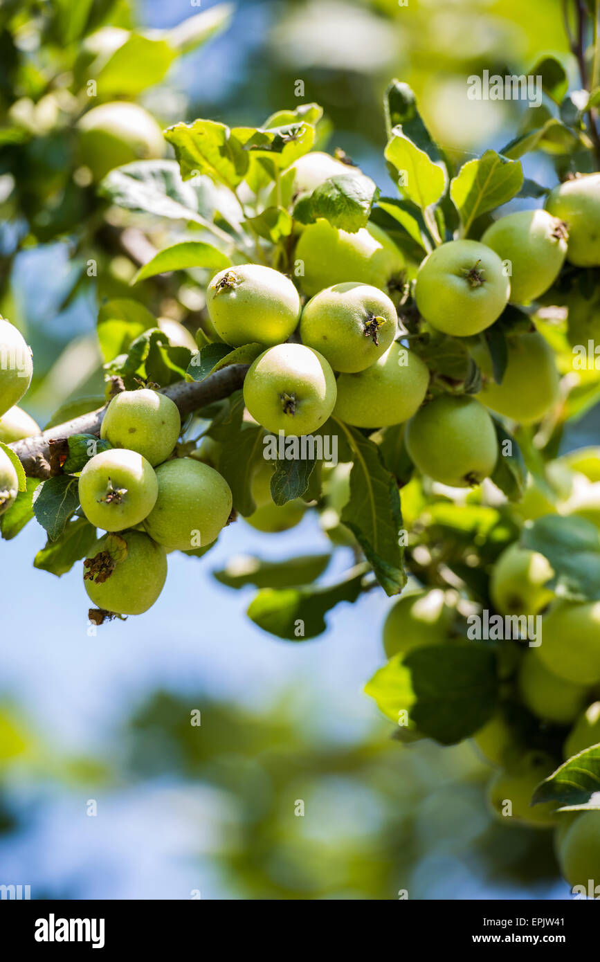 Green apples on the tree Stock Photo - Alamy