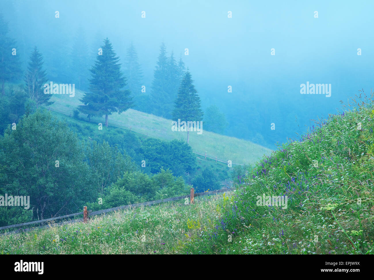 Nature and fog hi-res stock photography and images - Alamy