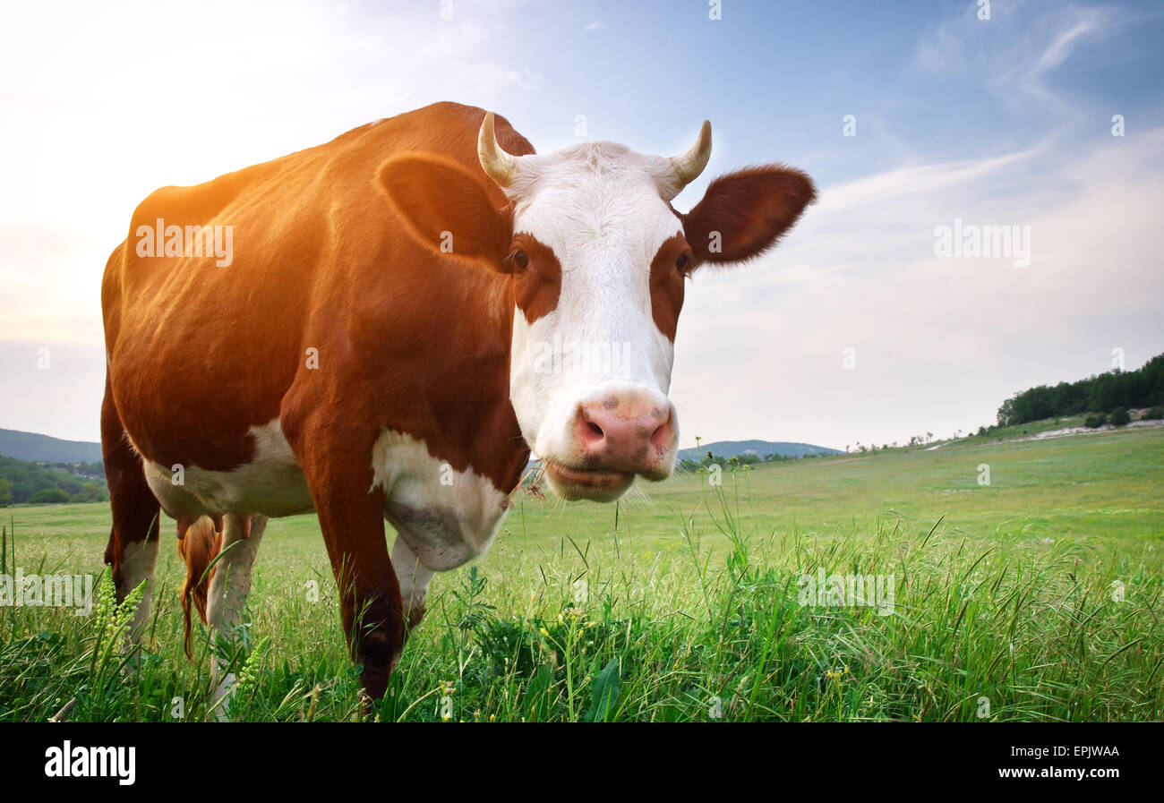 Cow in rural meadow hi-res stock photography and images - Alamy