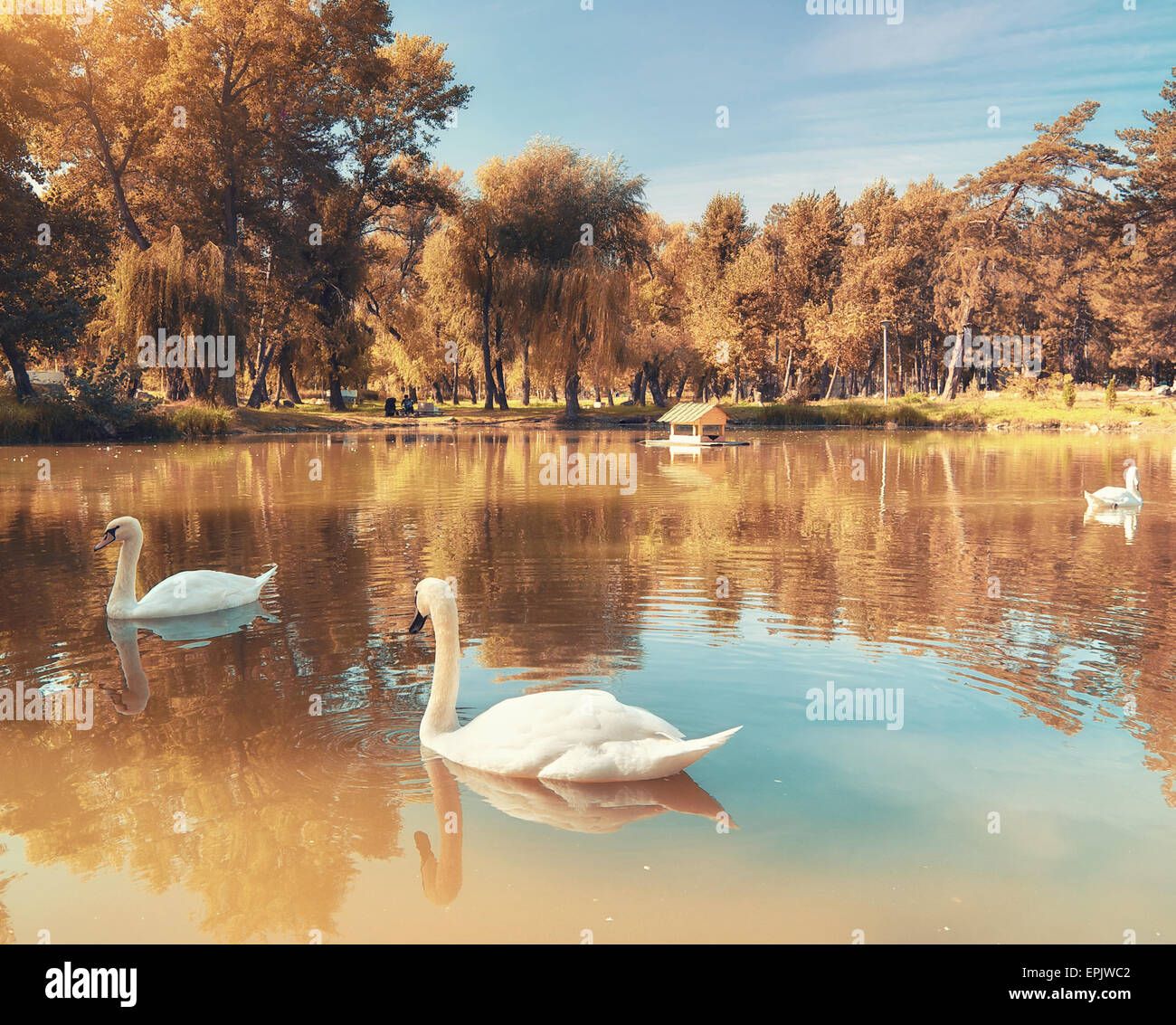 Sunny pond with swan hi-res stock photography and images - Alamy