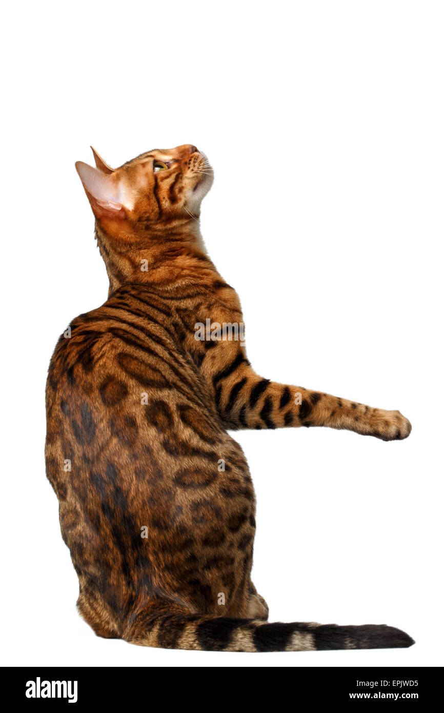 Raising it up Cut Out Stock Images & Pictures - Alamy