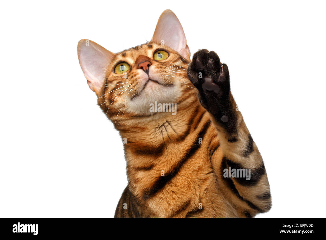 bengal cat stand and raising up paw Stock Photo - Alamy