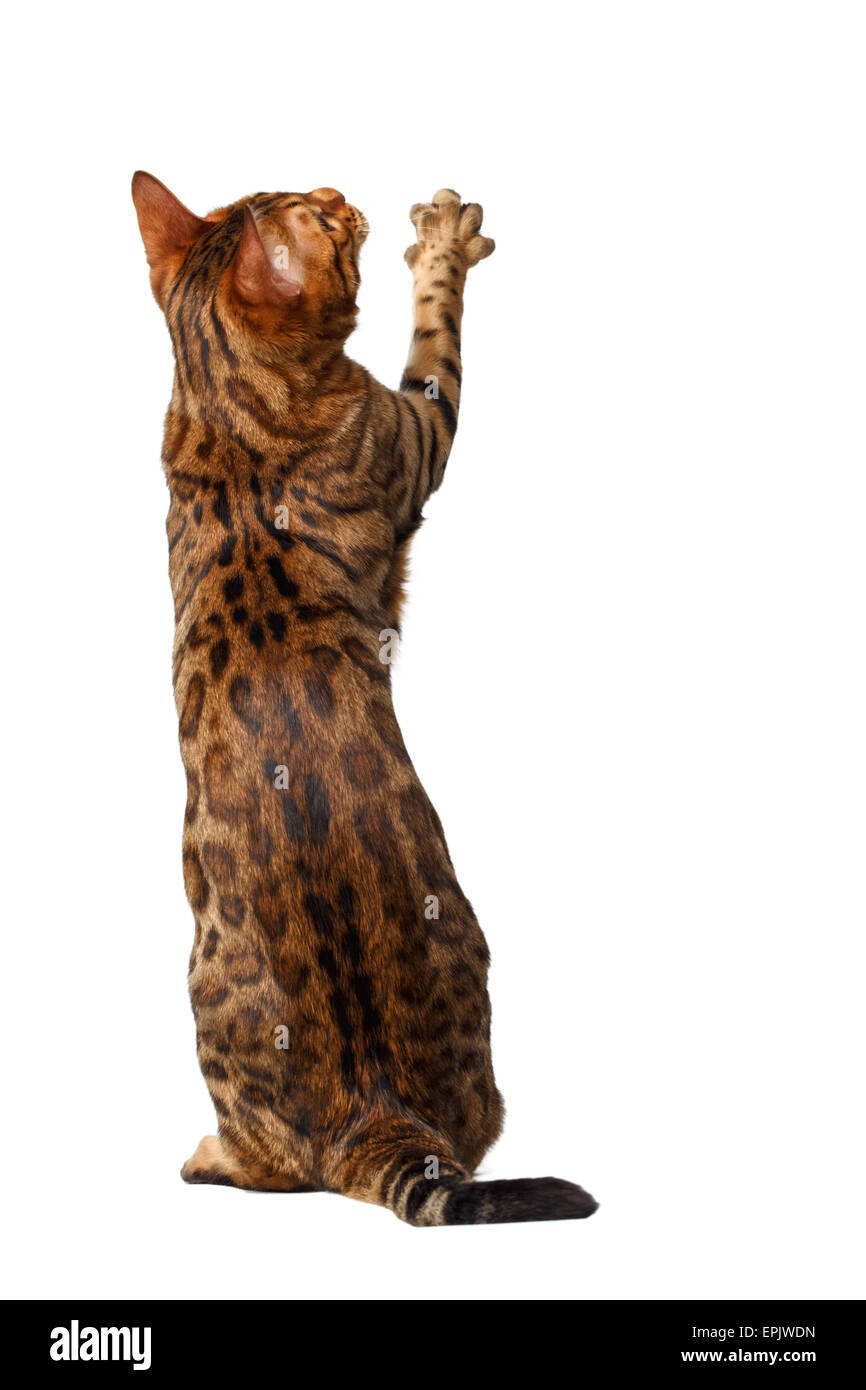 Raising its head Cut Out Stock Images & Pictures - Alamy