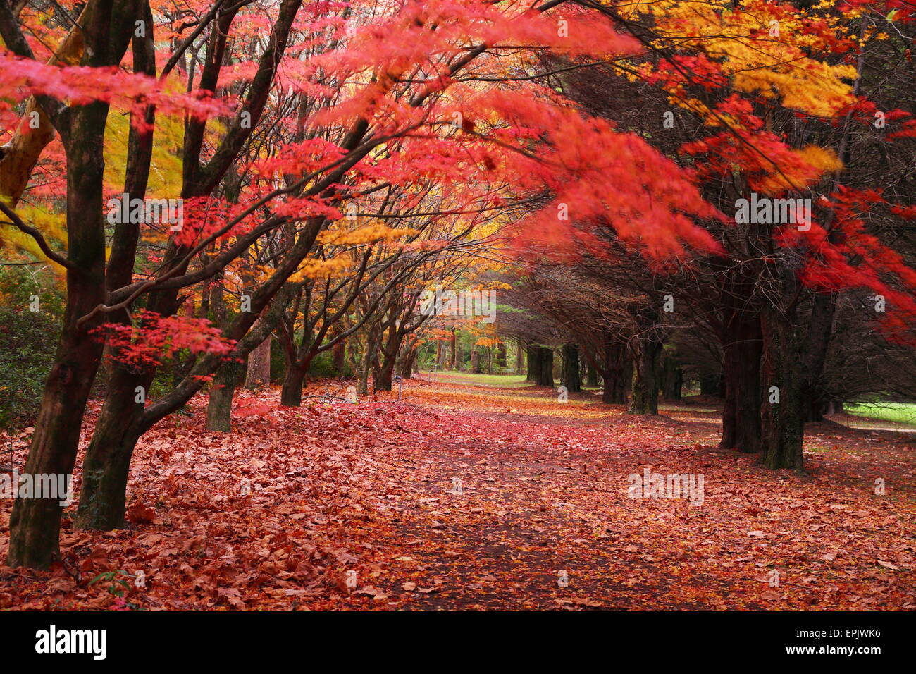 Breenhold gardens hi-res stock photography and images - Alamy