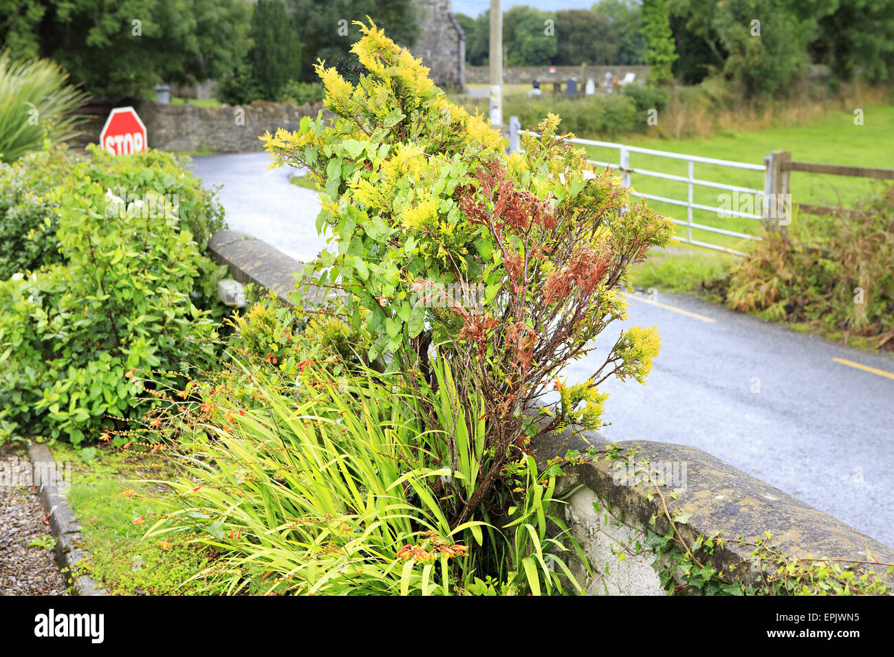 Bush near the road Stock Photo - Alamy