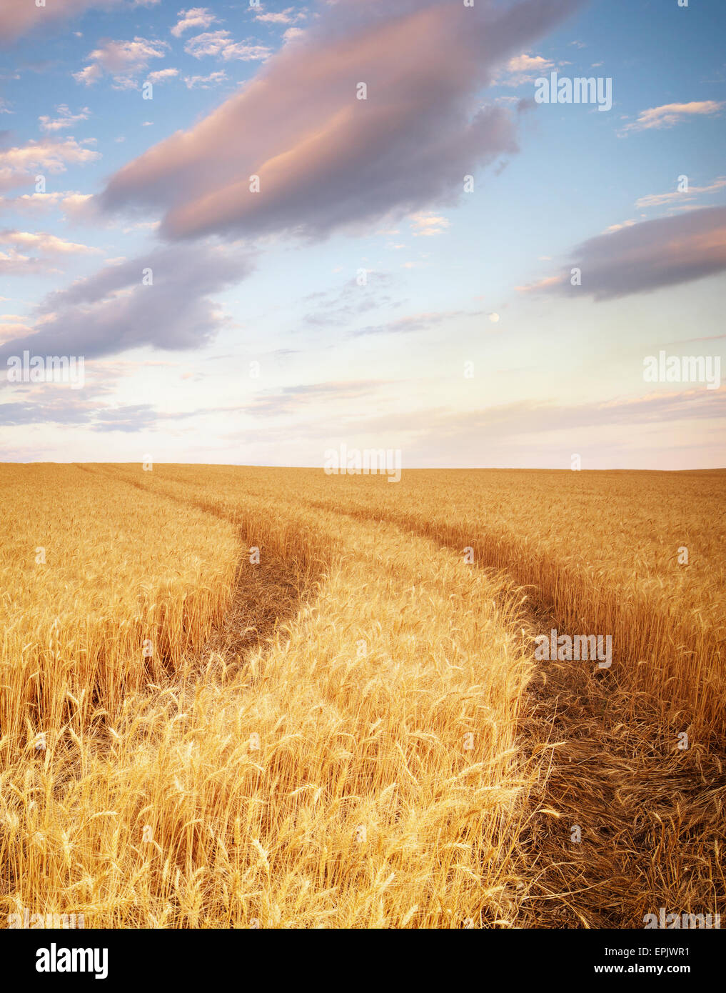 Meadow of wheat. Nature composition Stock Photo - Alamy