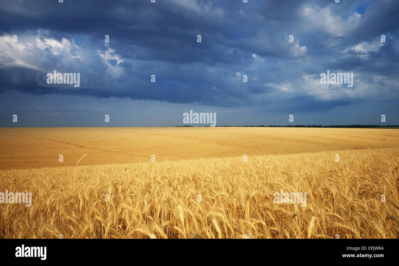 Meadow of wheat. Nature composition Stock Photo - Alamy