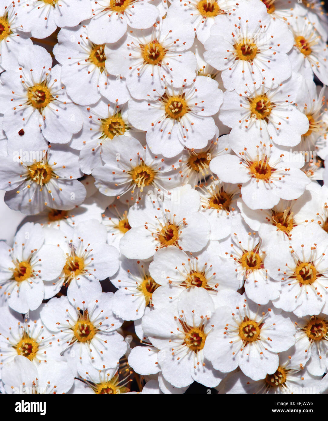 Texture of beautiful flower. Nature composition. Element of design ...