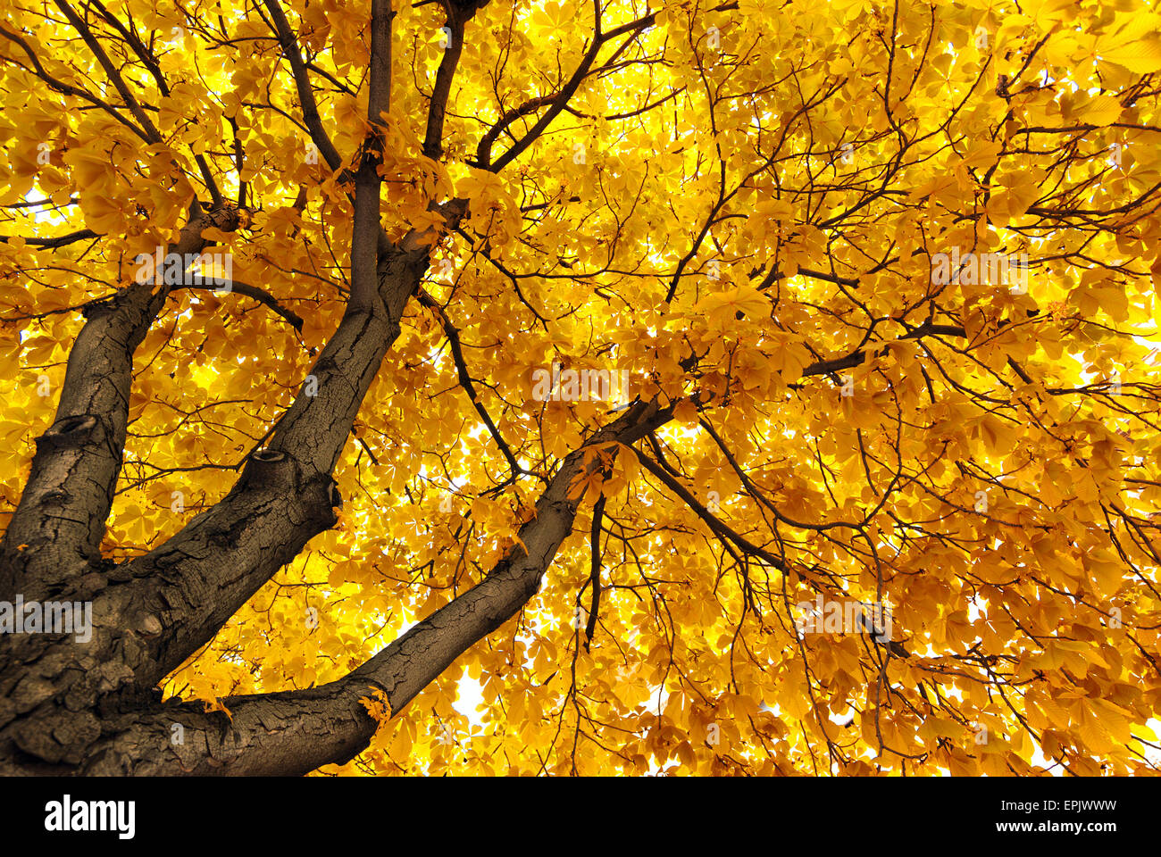 Big leaf maple tree leaves hi-res stock photography and images - Alamy