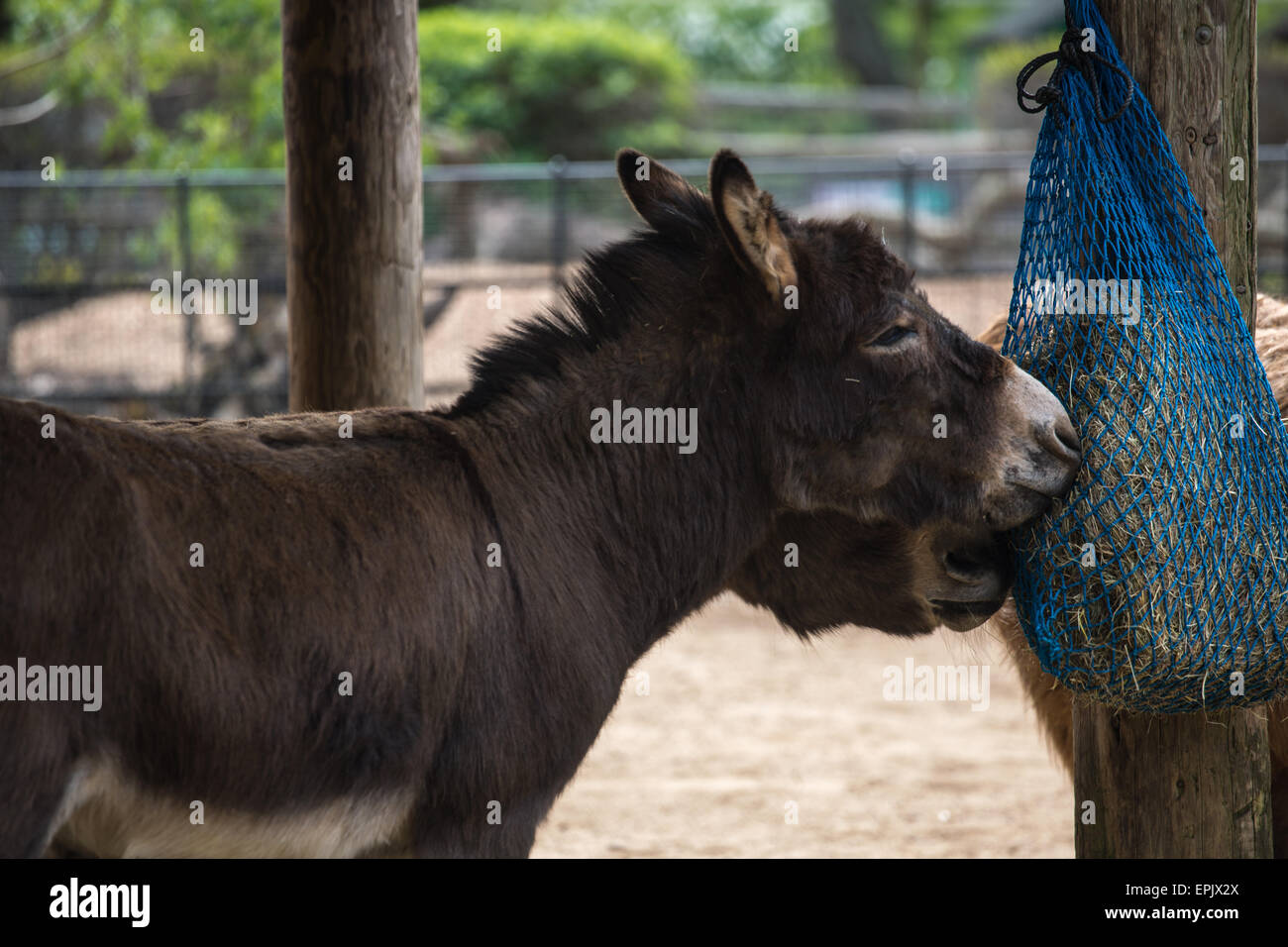 Donkey abstract, animal, ass, back from the brink, bad hair day, baudet ...