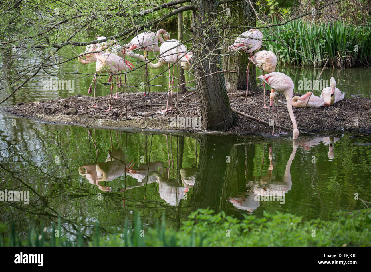 Flamingo tree hi-res stock photography and images - Alamy
